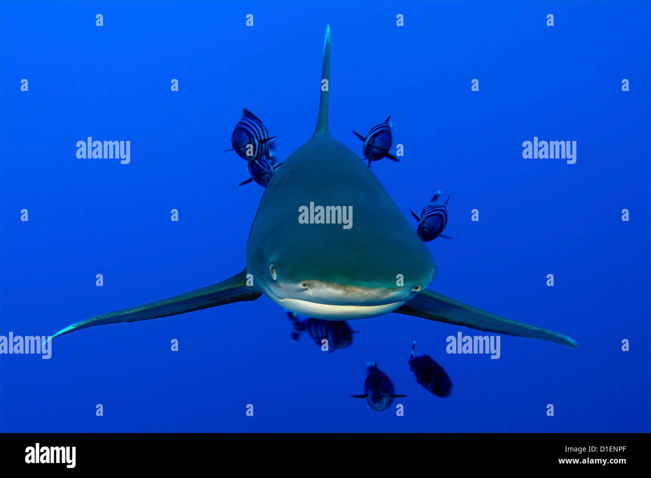 Requin avec poisson pilote Banque de photographies et d’images à haute ...