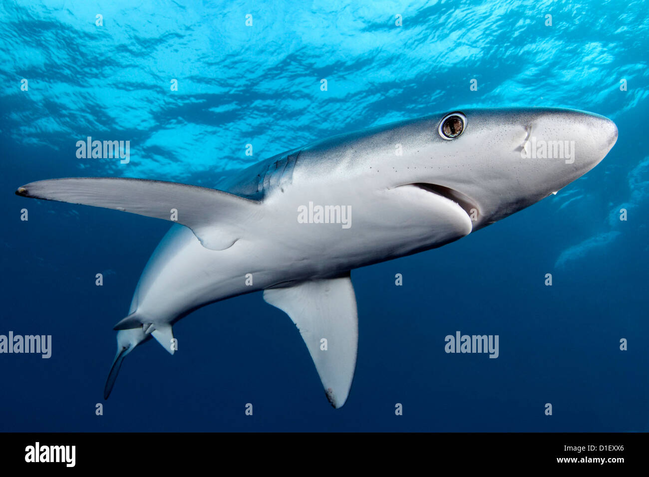 Le requin bleu (Prionace glauca), Cape Point, Cape Town, Afrique du Sud ...