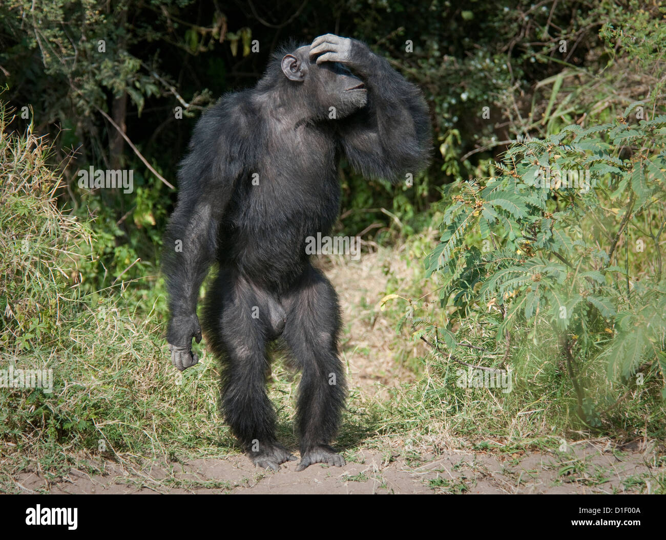 Chimpanzé main Banque de photographies et d’images à haute résolution ...