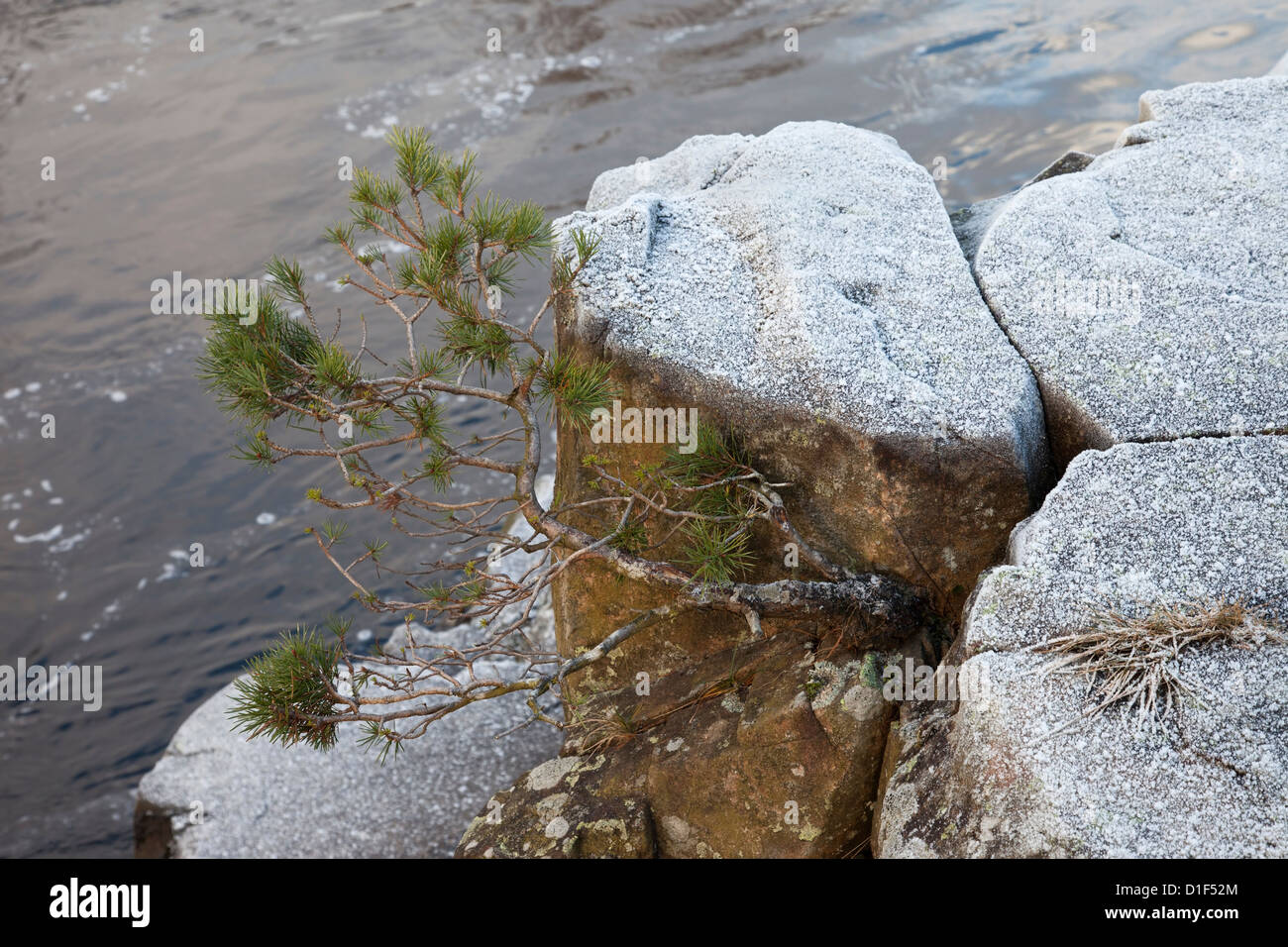 Arbre qui pousse sur un rocher Banque de photographies et d’images à ...