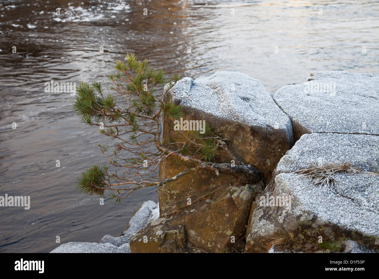 Arbre qui pousse sur un rocher Banque de photographies et d’images à ...