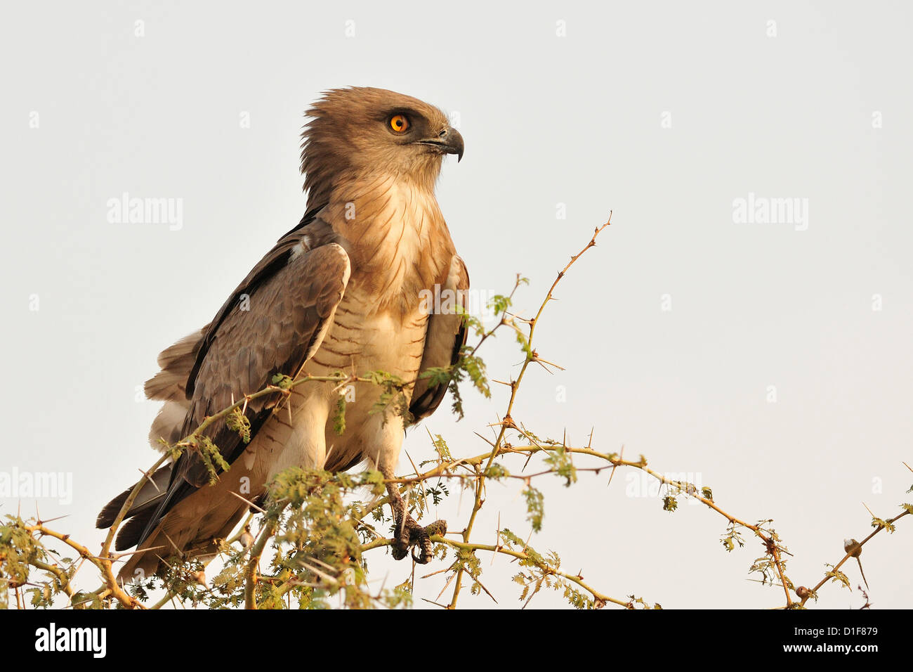 Gambela national park Banque de photographies et d’images à haute ...