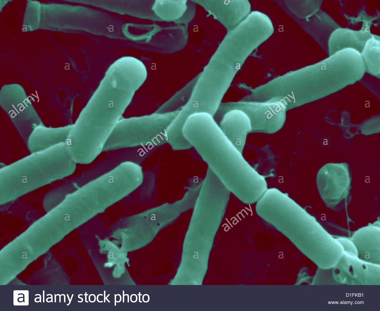 Bacillus Subtilis Banque d'image et photos - Alamy