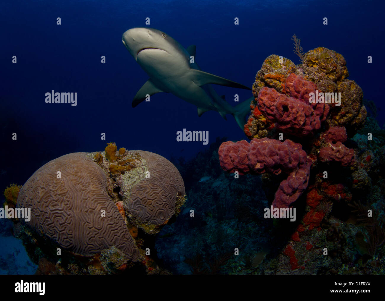 Requin Rose Banque d'image et photos - Alamy