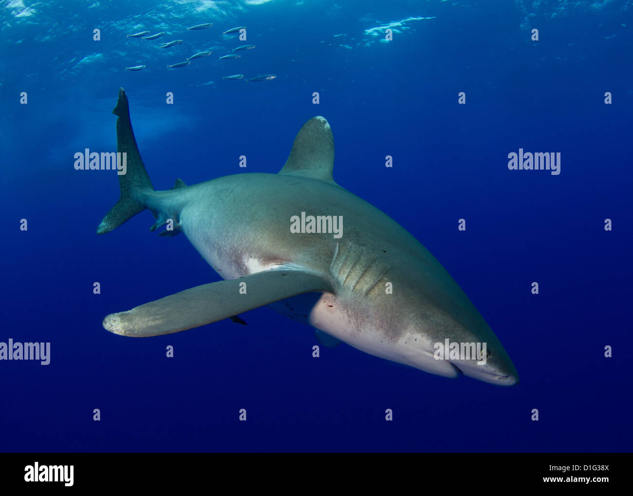 Requin Blanc Recherche Banque d'image et photos - Alamy
