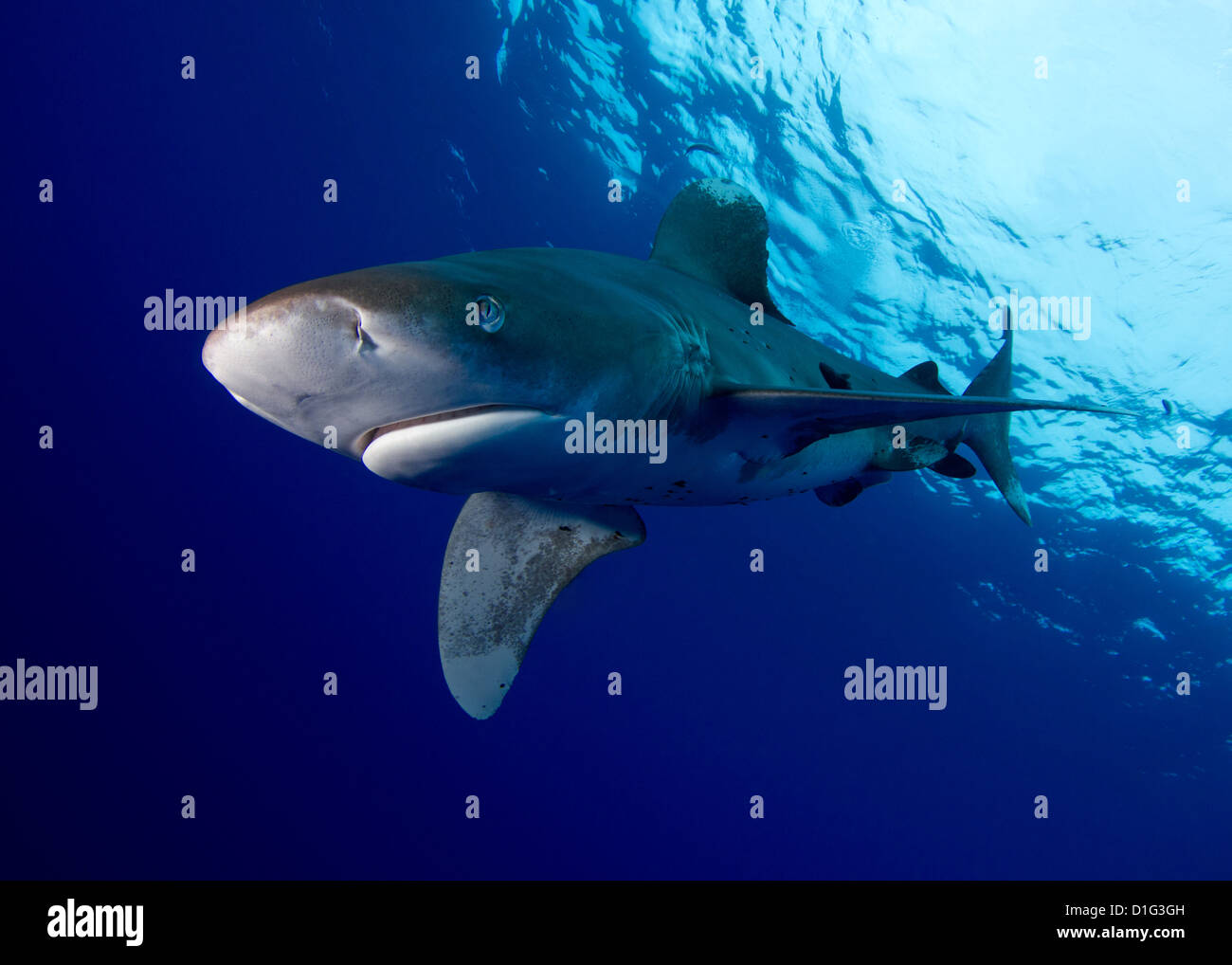 Requin chat corail Banque de photographies et d’images à haute ...