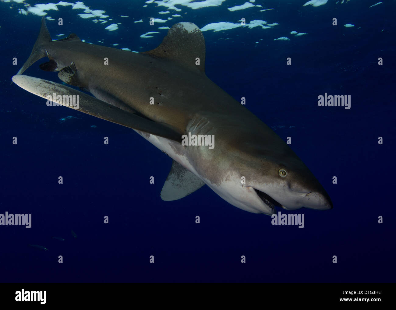 Requin océanique à pointe blanche Banque de photographies et d’images à ...