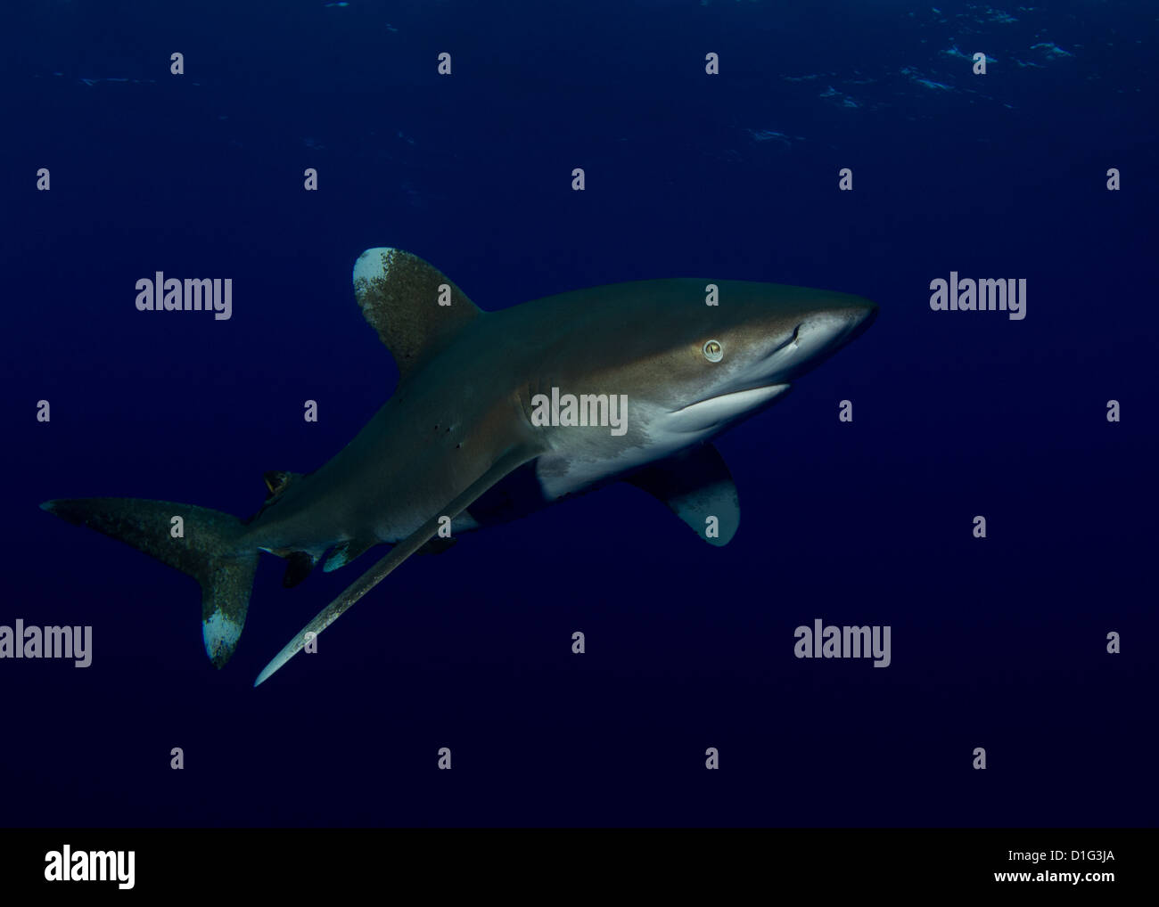 Requin océanique à pointe blanche Banque de photographies et d’images à ...