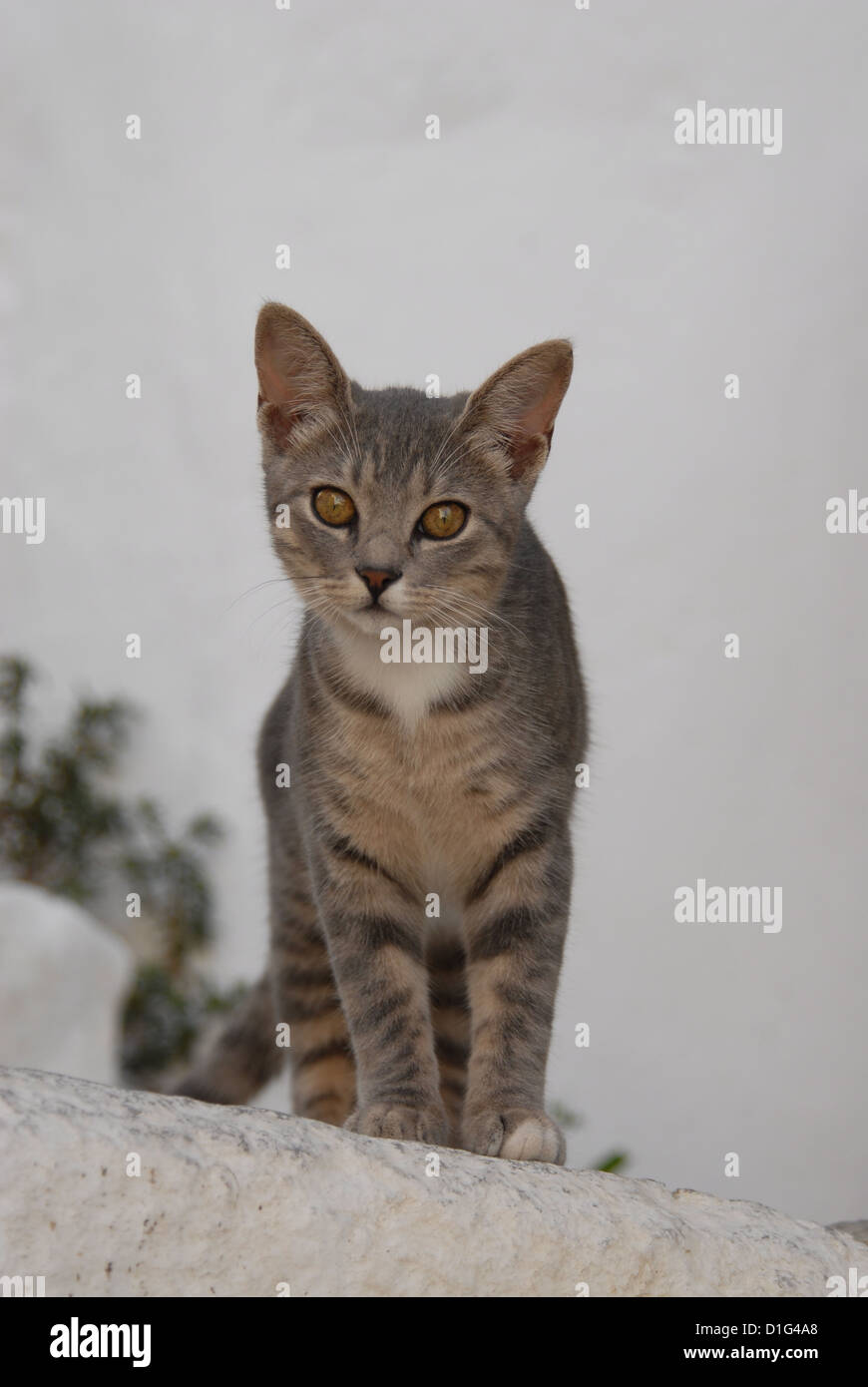 Blue tortie tabby et blanc, debout sur un pas, la Grèce, l'île du ...