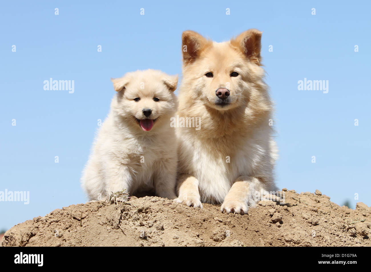 Finnish Lapphund chien et chiot mère Lapinkoïra chien finnois de ...