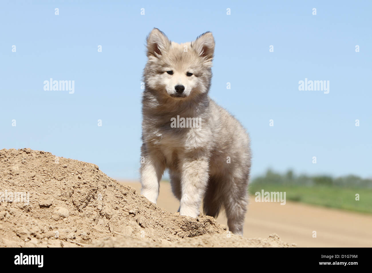 Suomenlapinkoira Lapinkoïra Finnish Lapphund chien chien finnois de ...