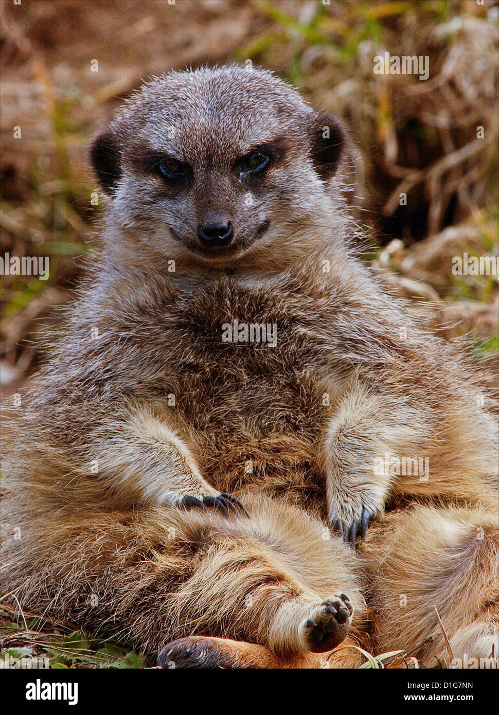 Le meerkat ou suricate, Lynx lynx, est un petit mammifère appartenant à ...