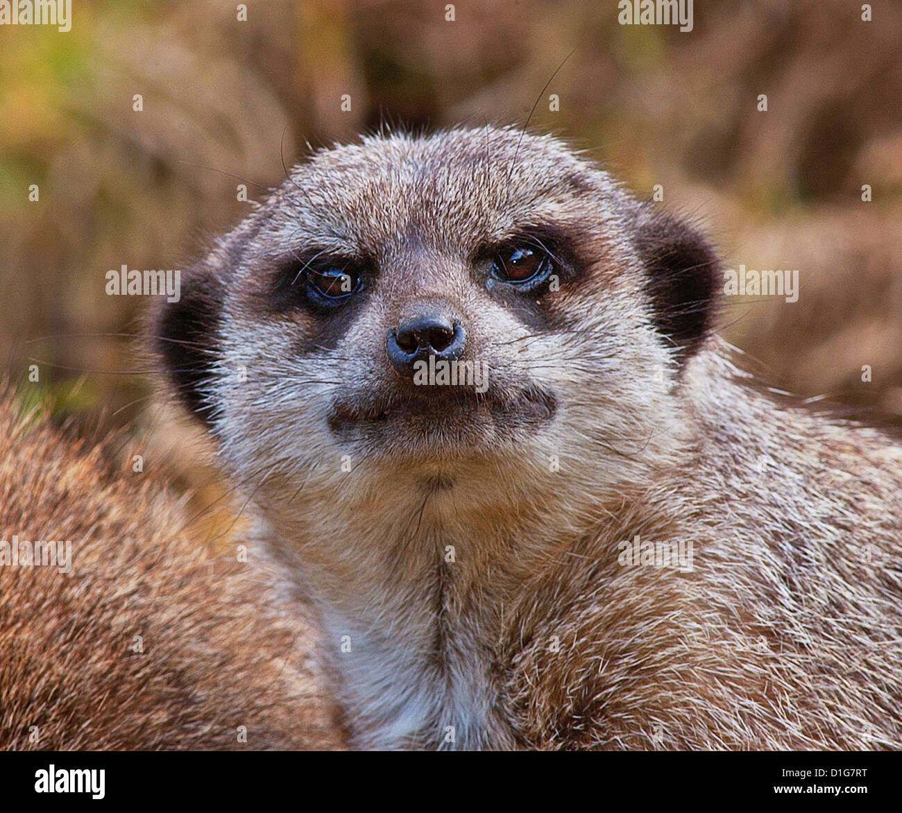 Famille de mangouste Banque de photographies et d’images à haute ...