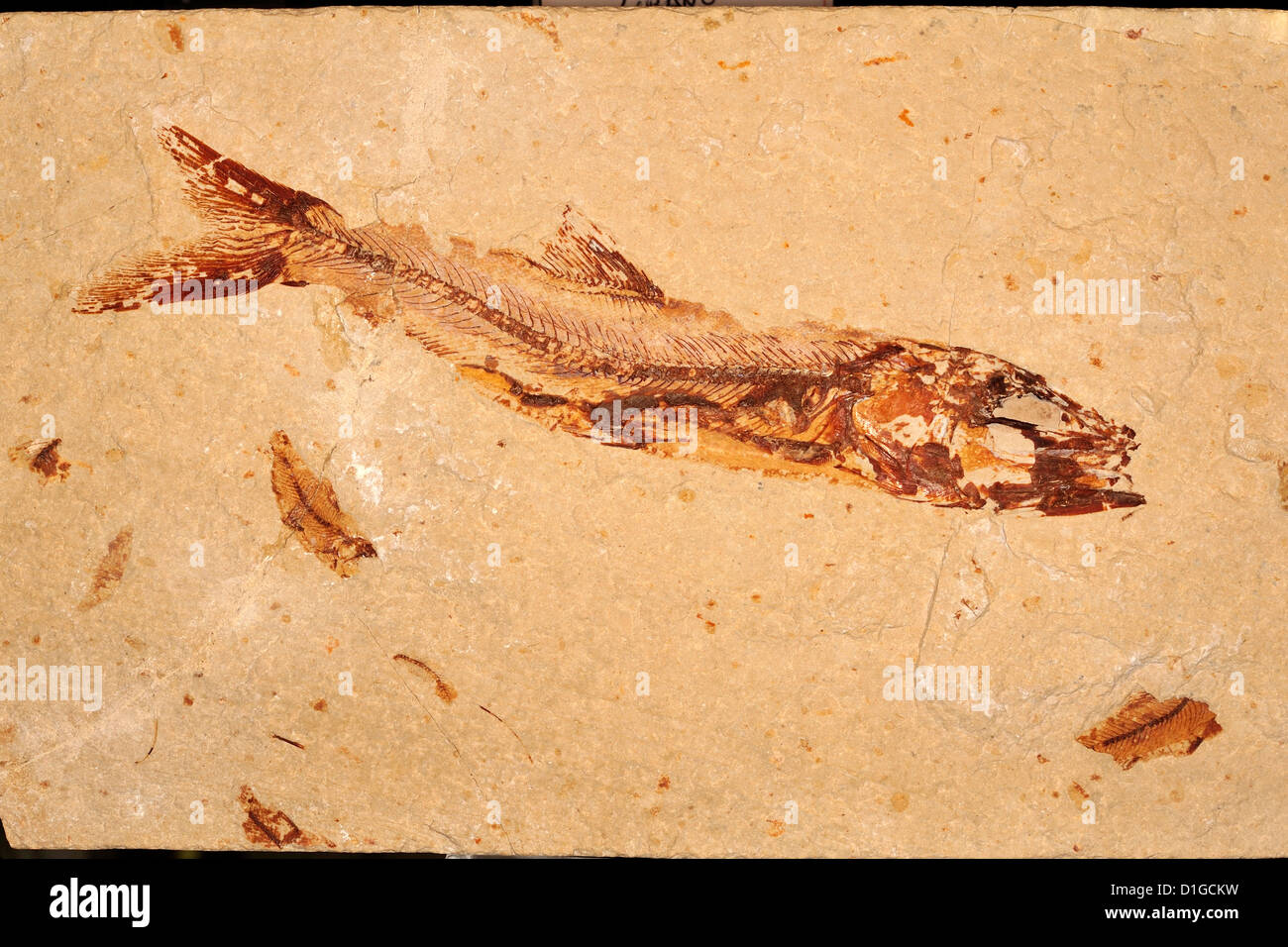 Leedsichthys poissons fossiles, Lewis, Cenomaniano Cretacic ...