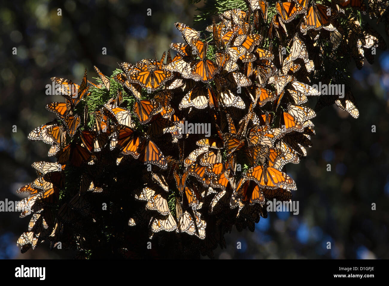 Les papillons monarques Banque de photographies et d’images à haute ...