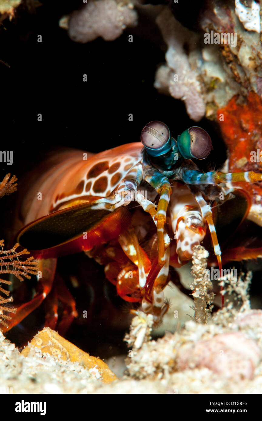 Peacock mantis shrimp odontodactylus scyllarus Banque de photographies ...