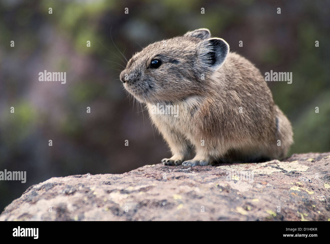 Pika américain Banque de photographies et d’images à haute résolution ...