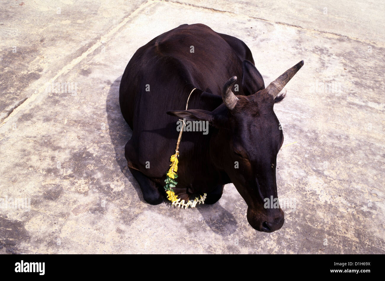 Black cow Banque de photographies et d’images à haute résolution - Alamy
