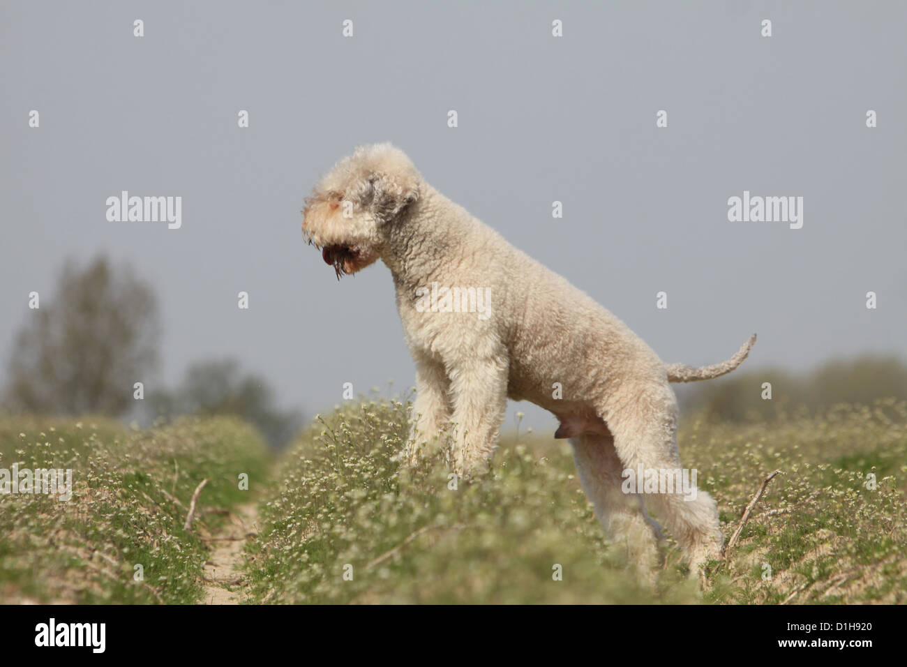 Dog lagotto romagnolo truffle beige Banque de photographies et d’images ...