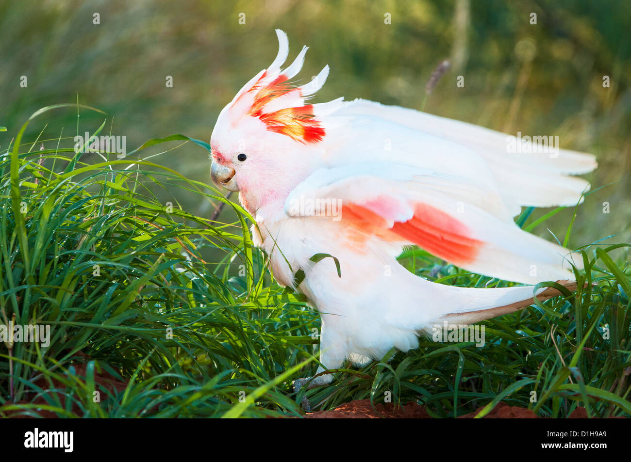 Perroquet rare Banque de photographies et d’images à haute résolution ...