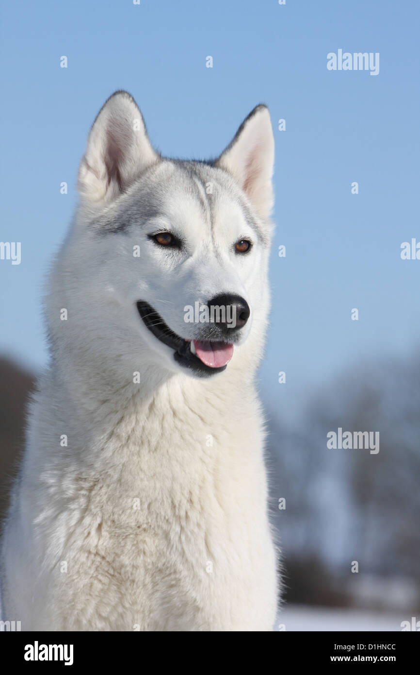 Chien Husky de Sibérie portrait adultes gris et blanc Photo Stock - Alamy