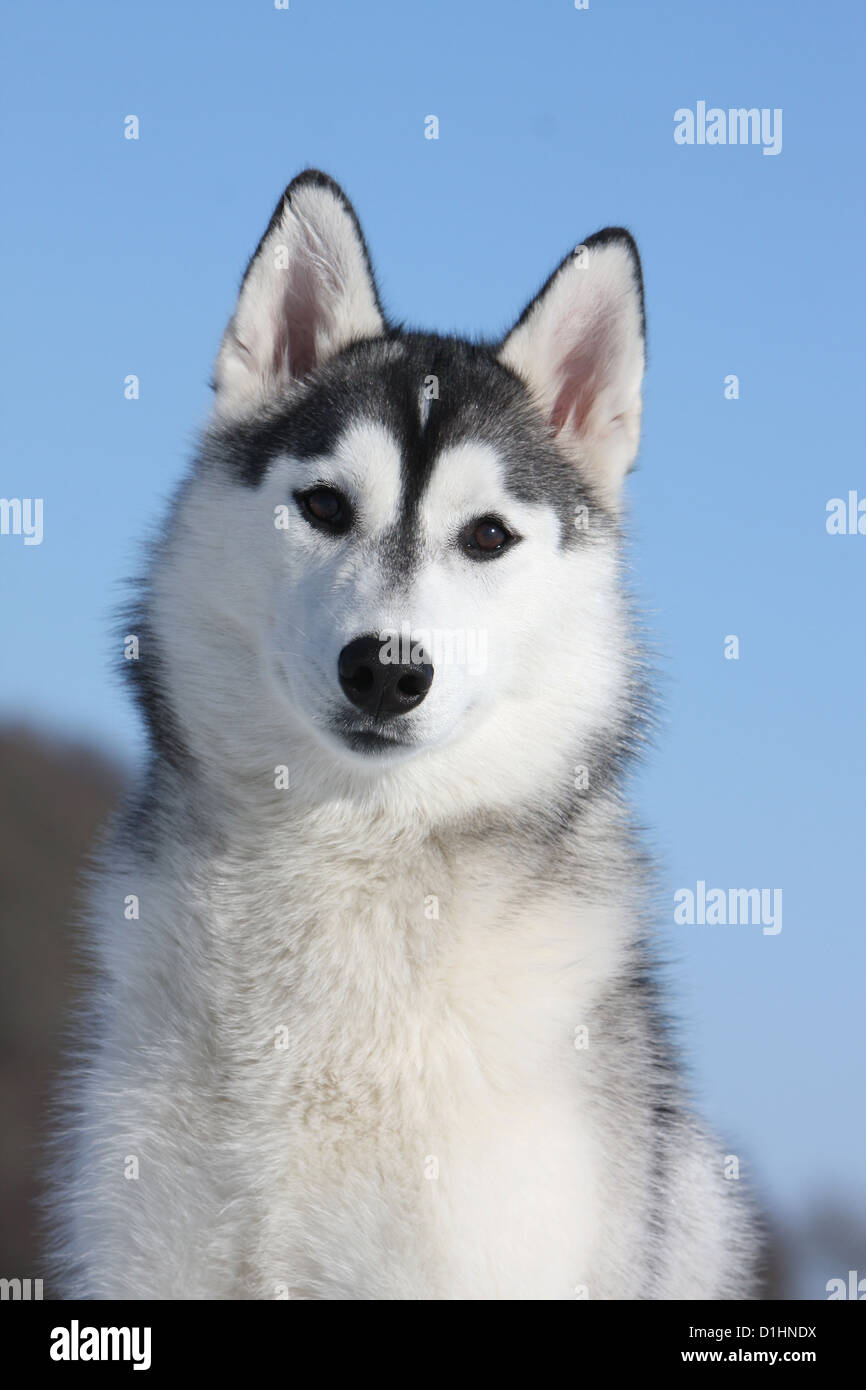 Chien Husky Sibérien noir et blanc portrait adultes Photo Stock - Alamy