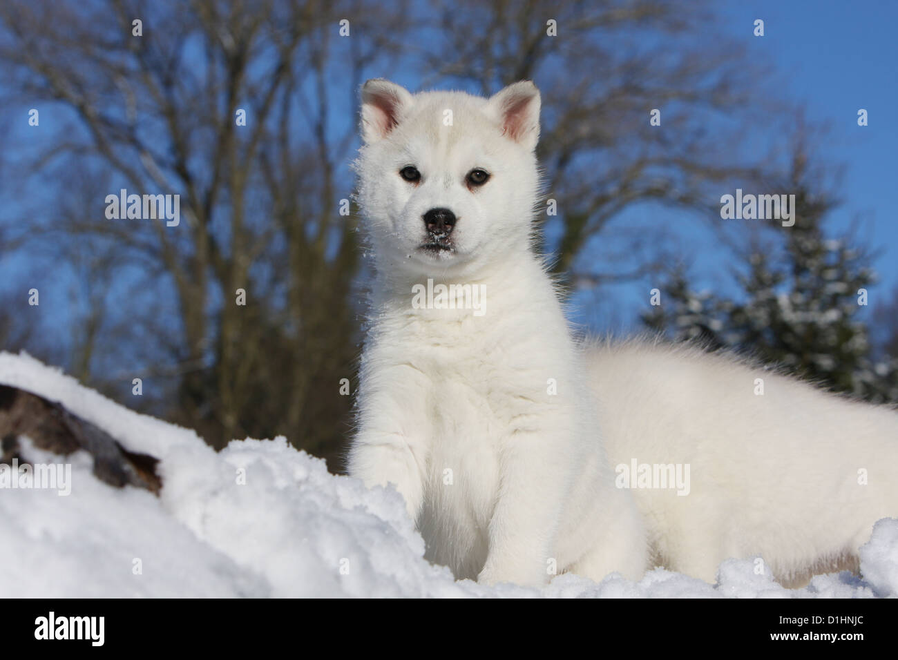 Chien Husky Sibérien chiot blanc sitting in snow Photo Stock - Alamy