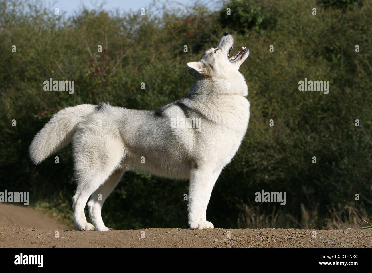 Hurlement adulte Banque de photographies et d’images à haute résolution ...