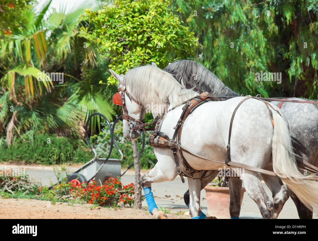 Cheval espagne Banque de photographies et d’images à haute résolution ...