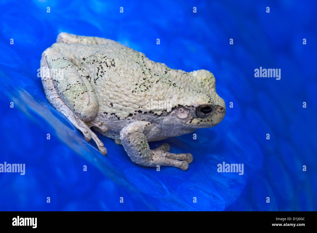 Hyla versicolor grenouille Banque de photographies et d’images à haute ...