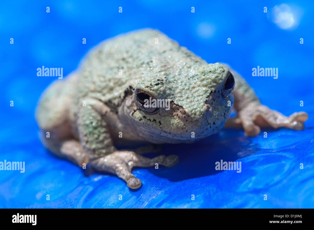 Hyla versicolor grenouille Banque de photographies et d’images à haute ...