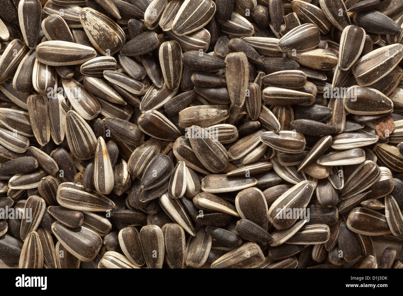 Sunflower seed Banque de photographies et d’images à haute résolution ...