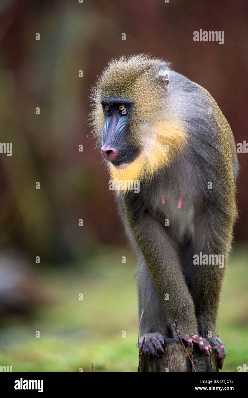 Mandrill mandrill Banque de photographies et d’images à haute ...
