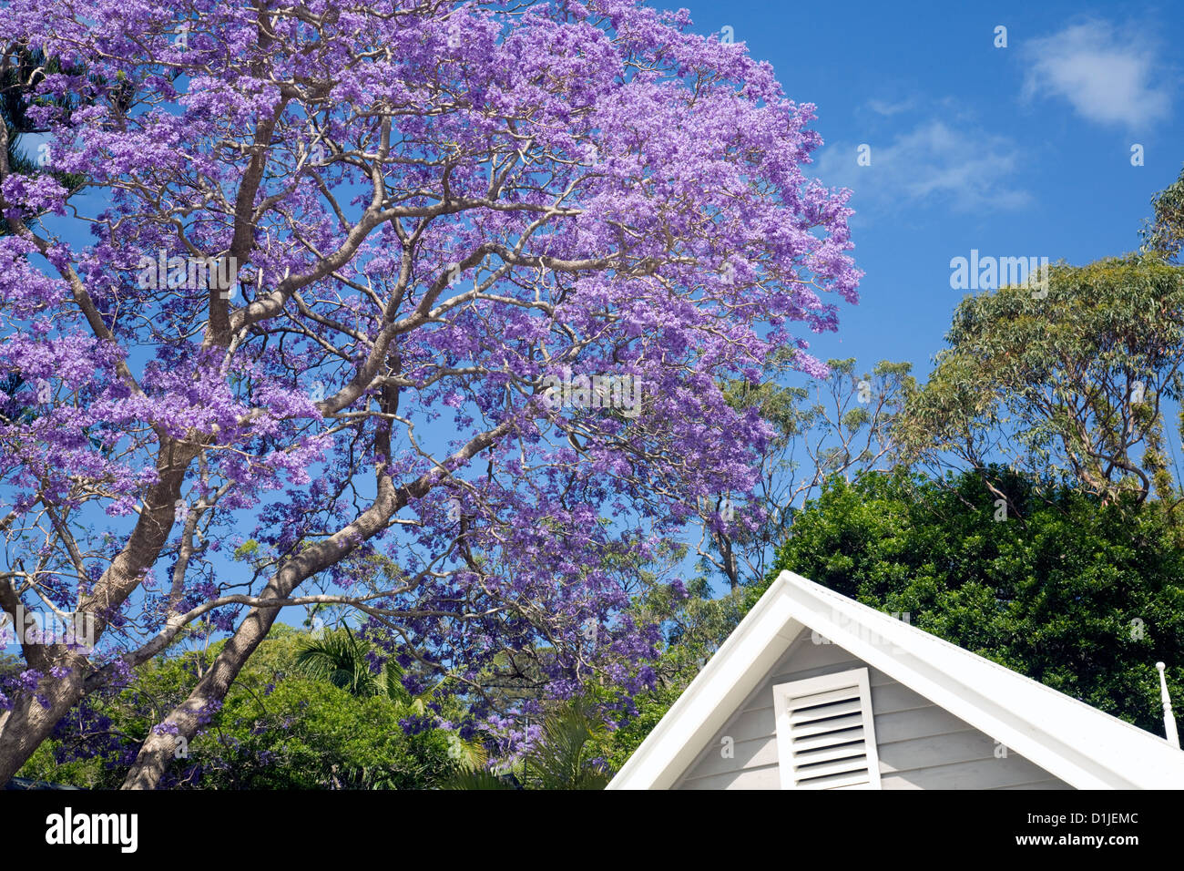 Jacaranda bleu arbre mimosifolia Banque de photographies et d’images à ...