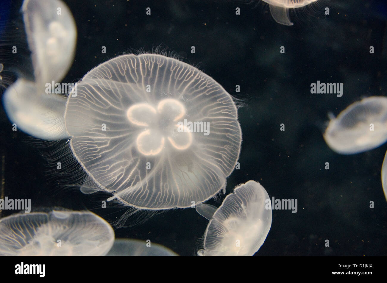 Les méduses, Aurelia aurita, la natation dans un réservoir d'eau Photo ...