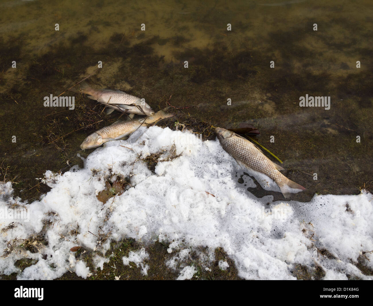 Pollution des poissons morts Banque de photographies et d’images à ...