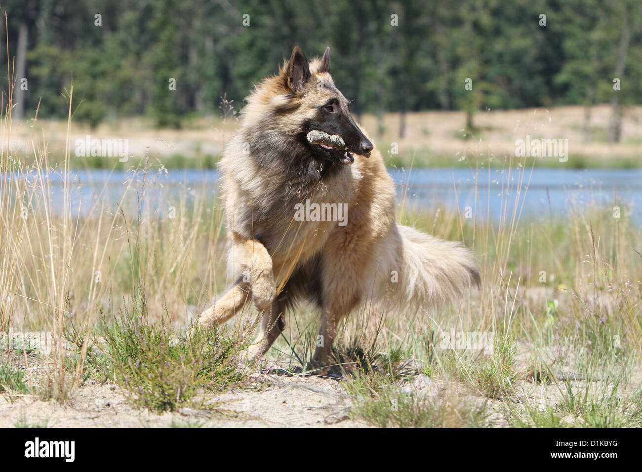 Faon tervuren Banque de photographies et d’images à haute résolution ...