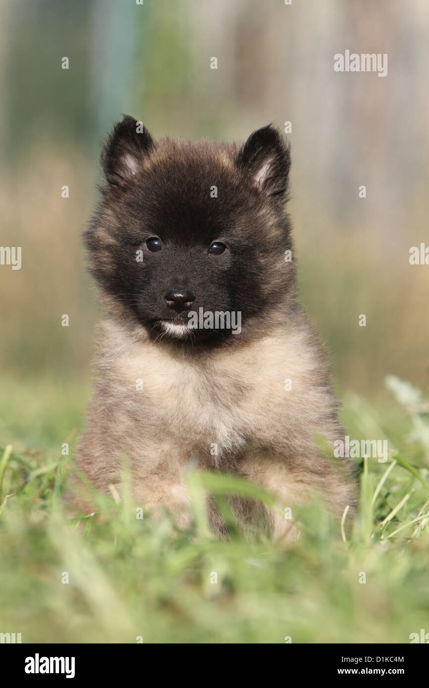 Berger belge tervueren Banque de photographies et d’images à haute ...