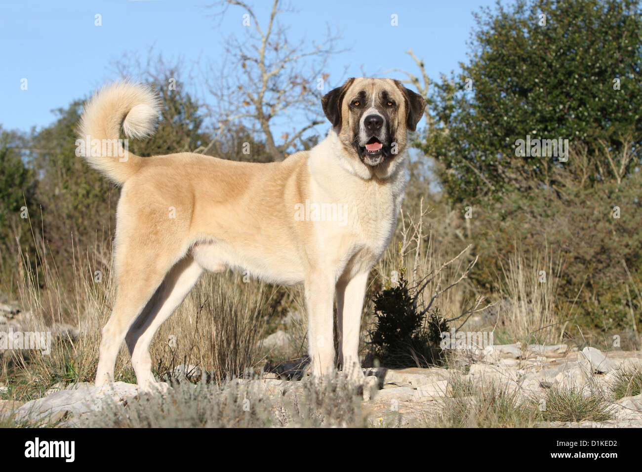 Chien chien berger d'Anatolie Kangal turc Karabash / / adultes profil ...