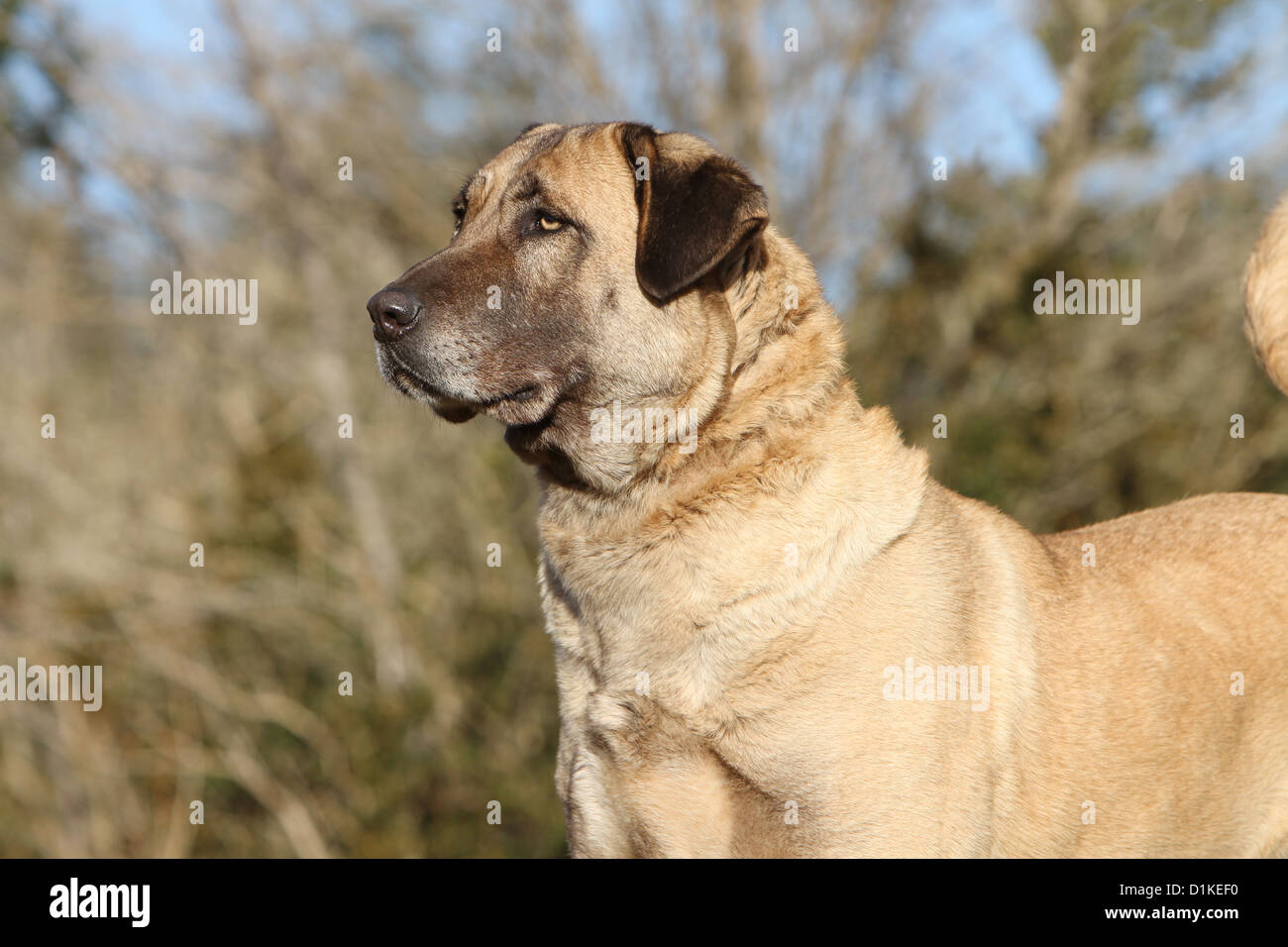 Chien chien berger d'Anatolie Kangal turc Karabash / / portrait adultes ...