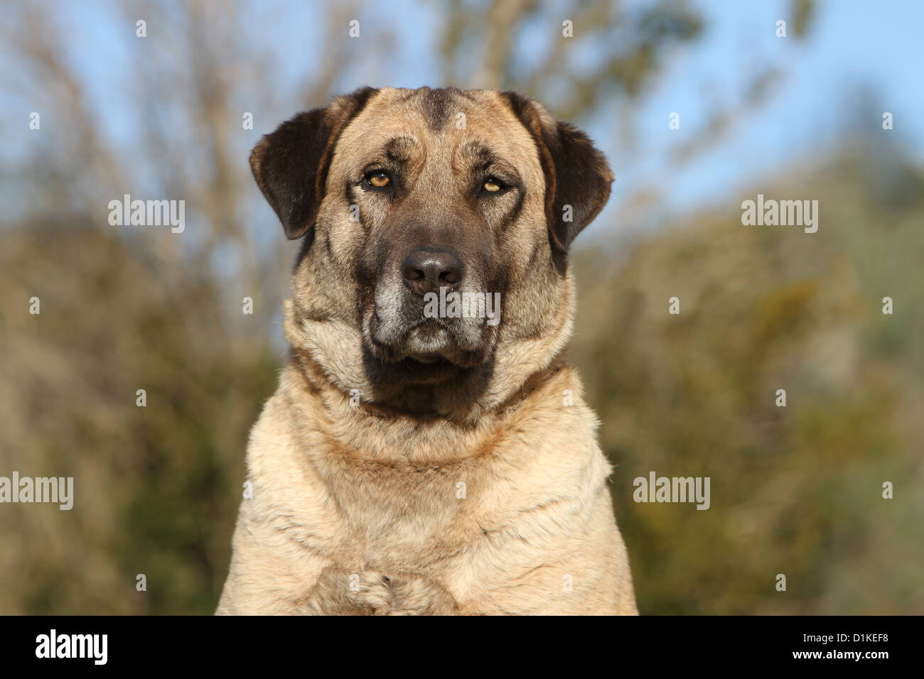 Berger turc Banque de photographies et d’images à haute résolution - Alamy