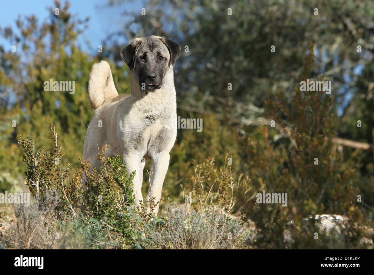 Chien chien berger d'Anatolie Kangal turc Karabash / / adultes debout ...