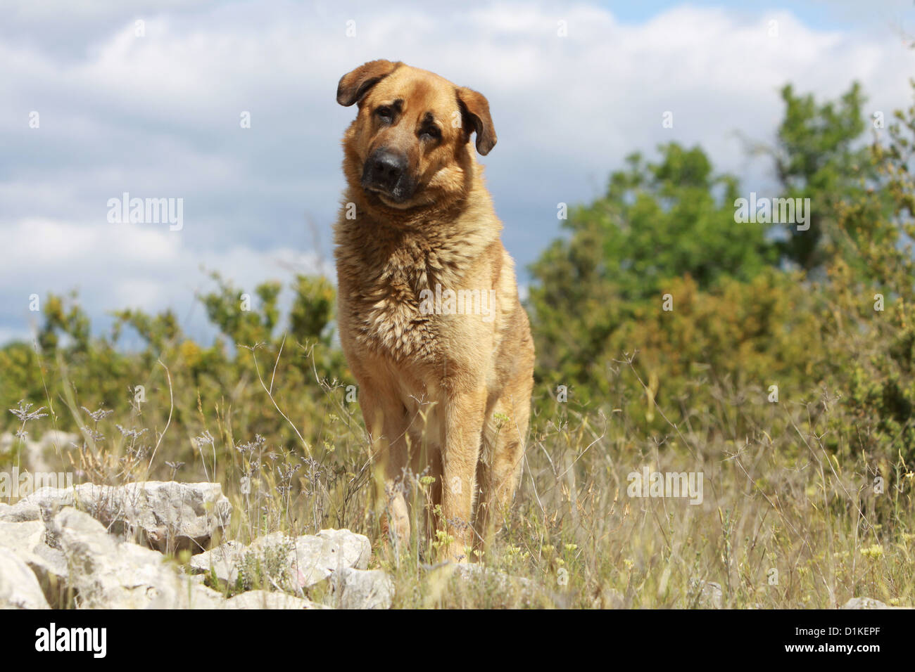 Chien chien berger d'Anatolie Kangal turc Karabash / / adultes debout ...