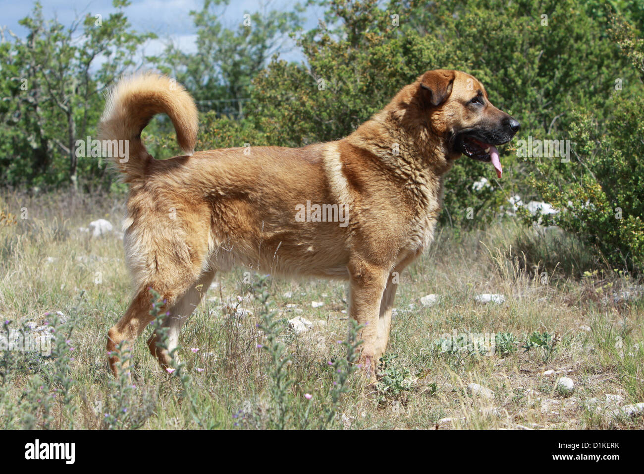 Chien chien berger d'Anatolie Kangal turc Karabash / / adultes profil ...