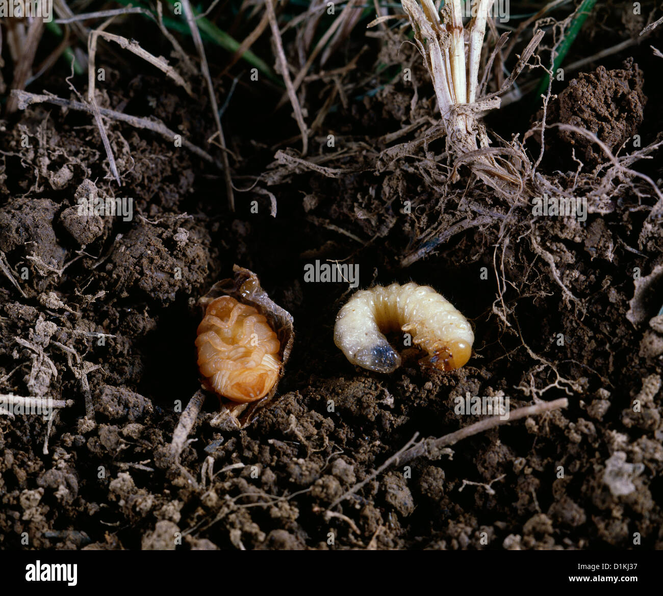Scarabée japonais (Popillia japonica) grub (larve) et la nymphe dans le ...