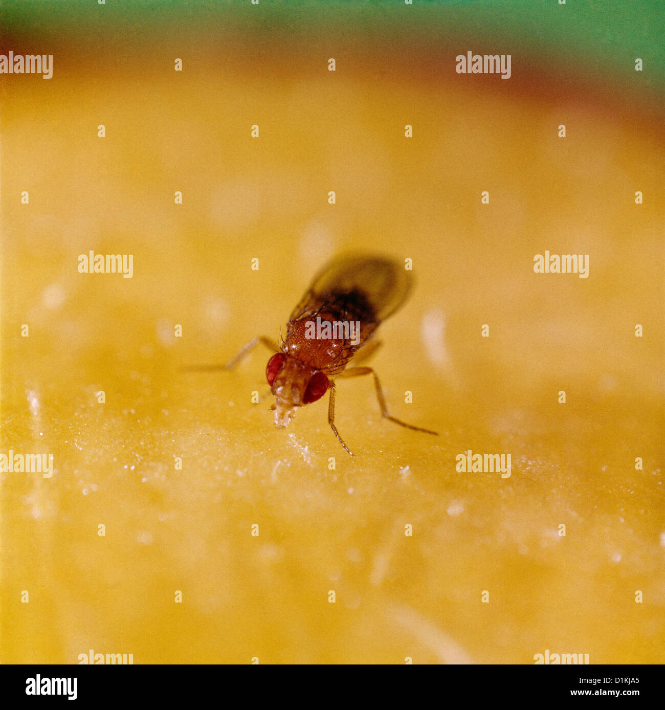 Mouche des fruits sauvages drosophila melanogaster Banque de ...