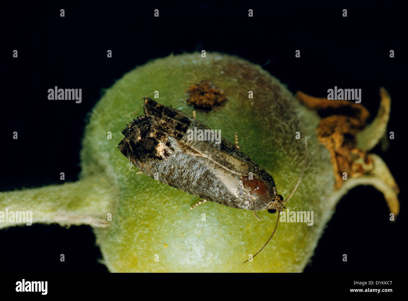 Larve du carpocapse Banque de photographies et d’images à haute ...