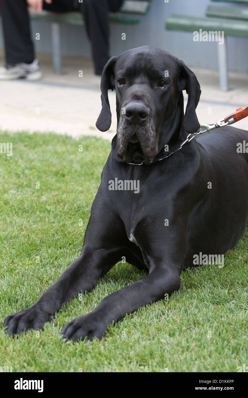 Dogue allemand Banque de photographies et d’images à haute résolution ...