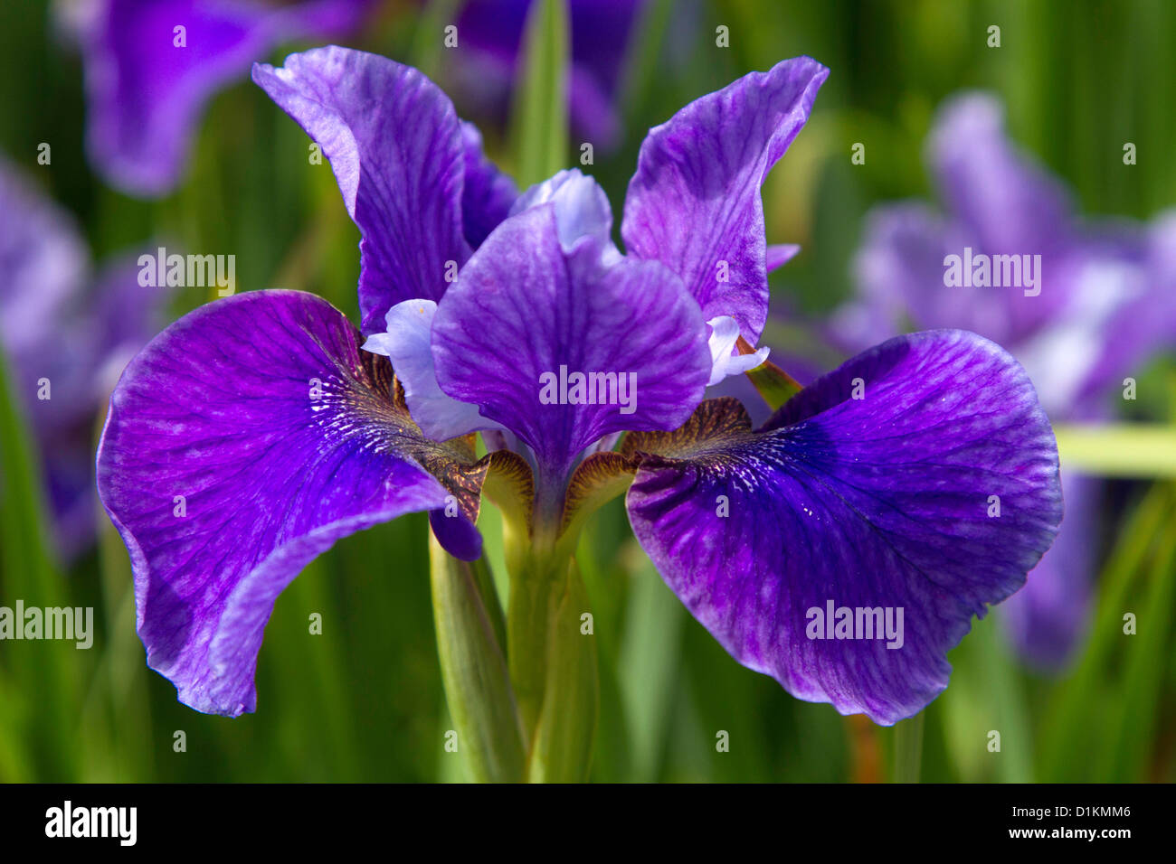 Iris sibirica silver edge Banque de photographies et d’images à haute ...