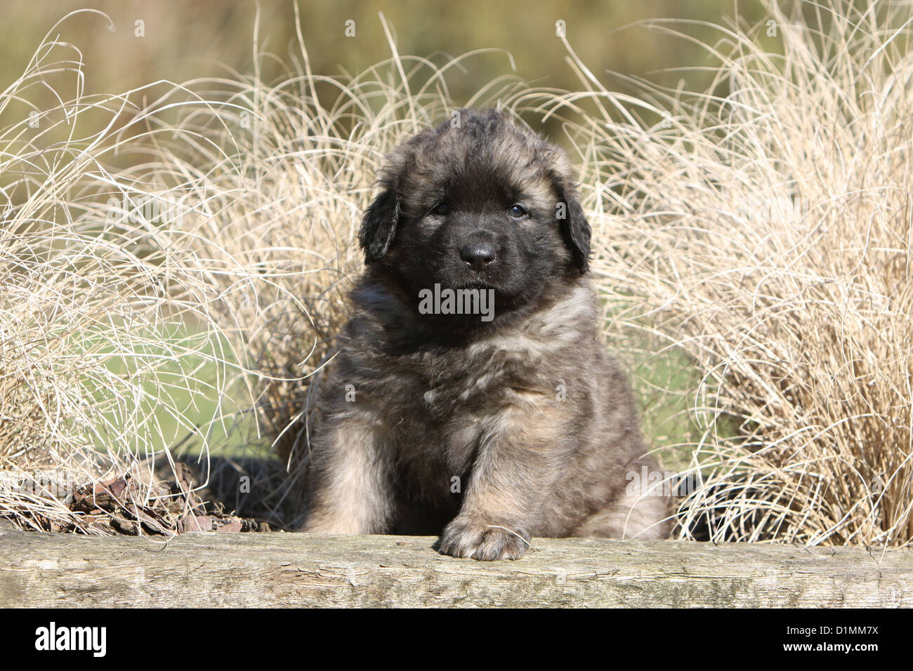 Chiot Leonberger Banque d'image et photos - Alamy